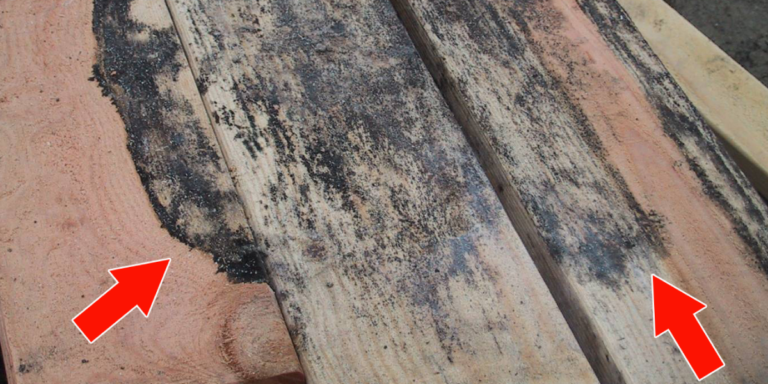 6-Step Guide to Restoring Water-Damaged Wood – Expert Repair Tips