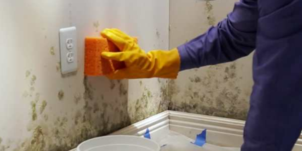How Long Does Mold Take to Grow? | Fast Mold Growth Explained